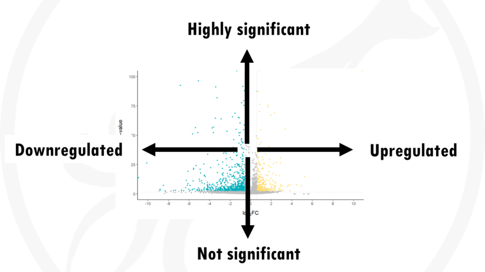 How to interpret a volcano plot