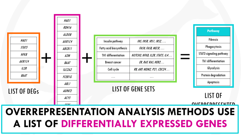 Gene Set Enrichment Analysis (GSEA) – simply explained! - biostatsquid.com