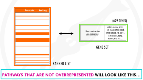 Gene Set Enrichment Analysis (GSEA) – simply explained! - biostatsquid.com
