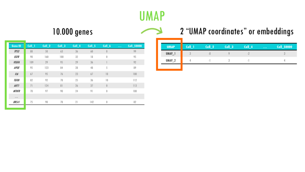 Easy UMAP – explained with an example - biostatsquid.com
