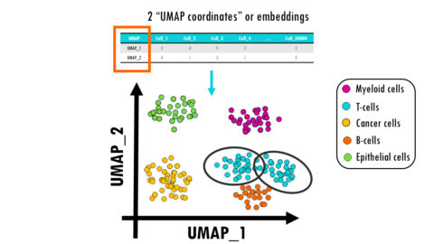 Easy UMAP – explained with an example - biostatsquid.com