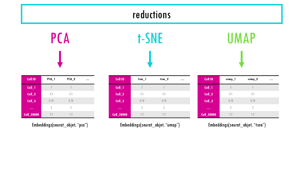 Understanding Seurat objects – simply explained! - biostatsquid.com