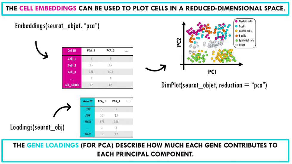 Understanding Seurat objects – simply explained! - biostatsquid.com