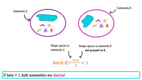 Beta diversity: Jaccard, Bray-Curtis, NMDS, PCoA and PERMANOVA ...
