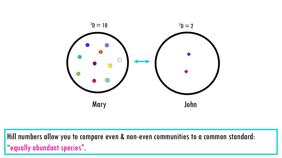Hill numbers and diversity profiles simply explained - biostatsquid.com