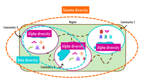 Beta diversity: Jaccard, Bray-Curtis, NMDS, PCoA and PERMANOVA ...